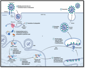 A Comprehensive Review on COVID-19: Virology, Molecular Diagnosis and Exploration of Mesenchymal ...
