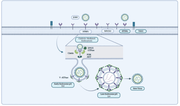 Argentine Hemorrhagic Fever: Junin Virus