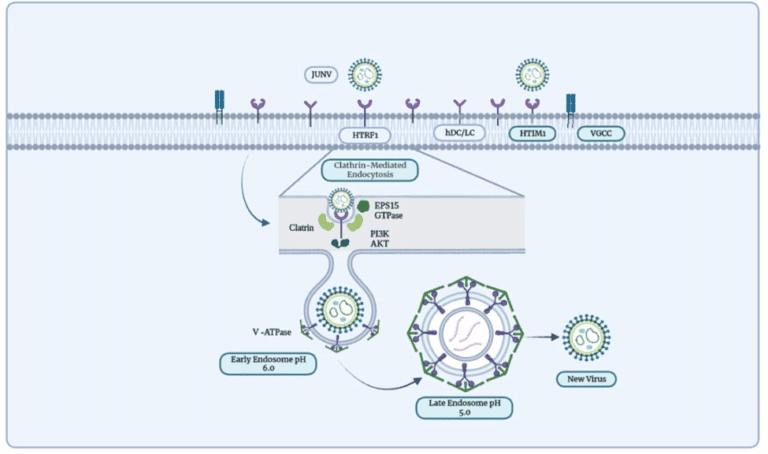 Argentine Hemorrhagic Fever: Junin Virus