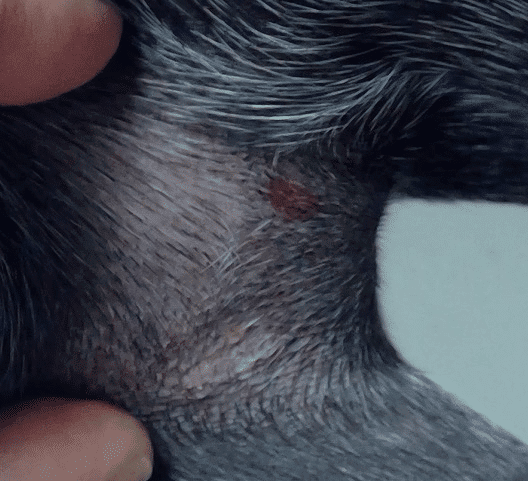 Innovative Nutraceutical Effectively Manages Canine Atopy - Athenaeum ...