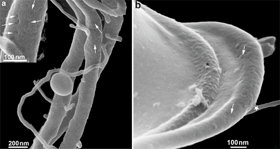 Microscopy and Its Application in Microbiology