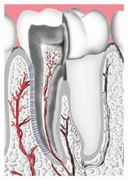 The Periodontal Ligament-A Link between